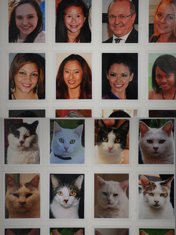 Facial Recognition Software and Cats - Social Exploits